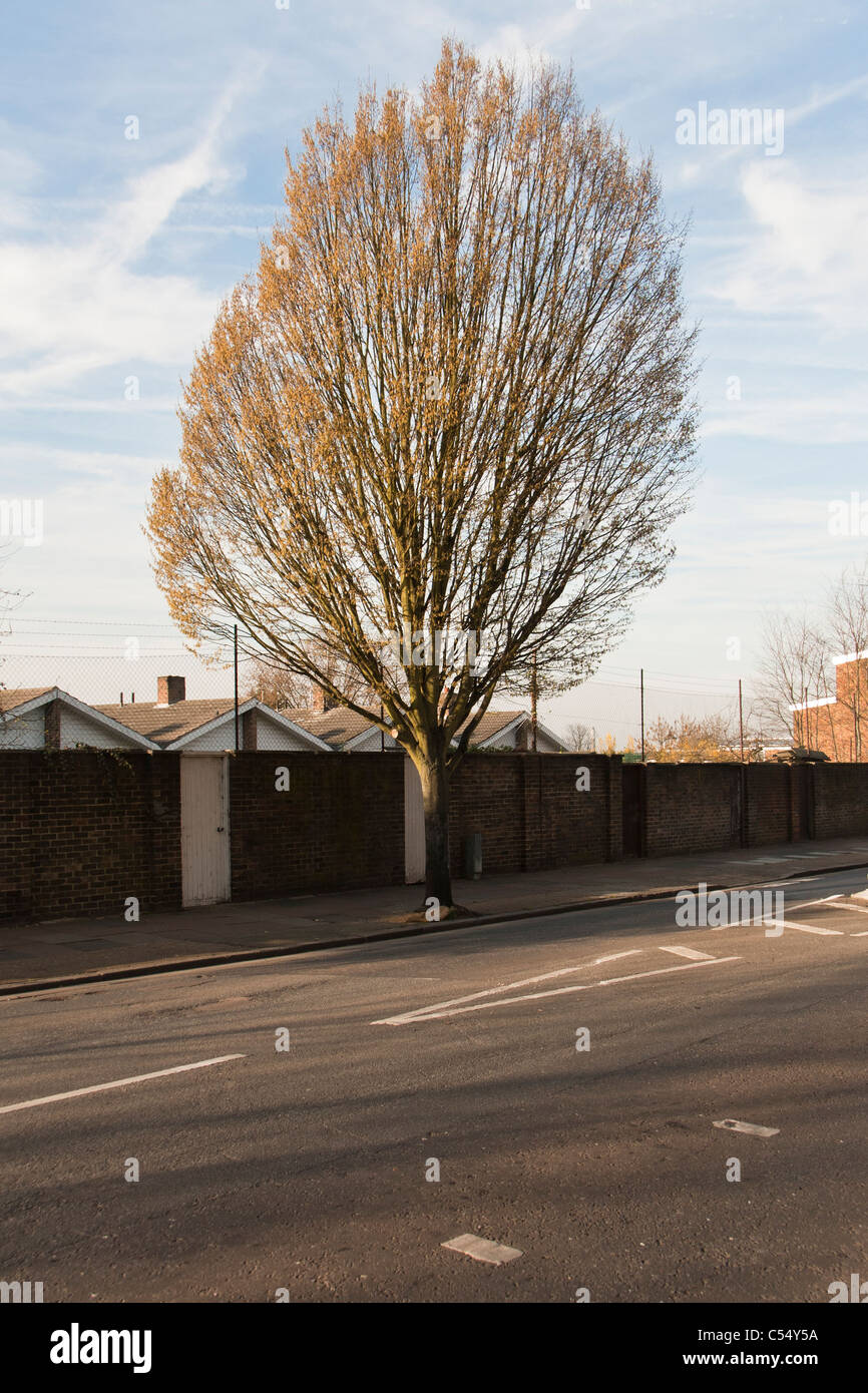 Sky tree street hi-res stock photography and images - Alamy