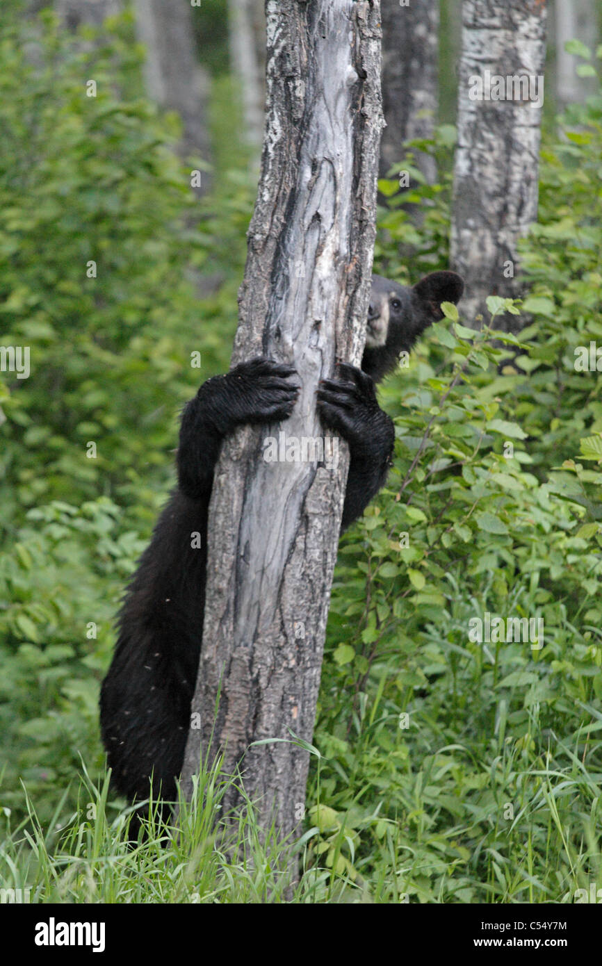 Black bear looking from behind a tree Stock Photo - Alamy