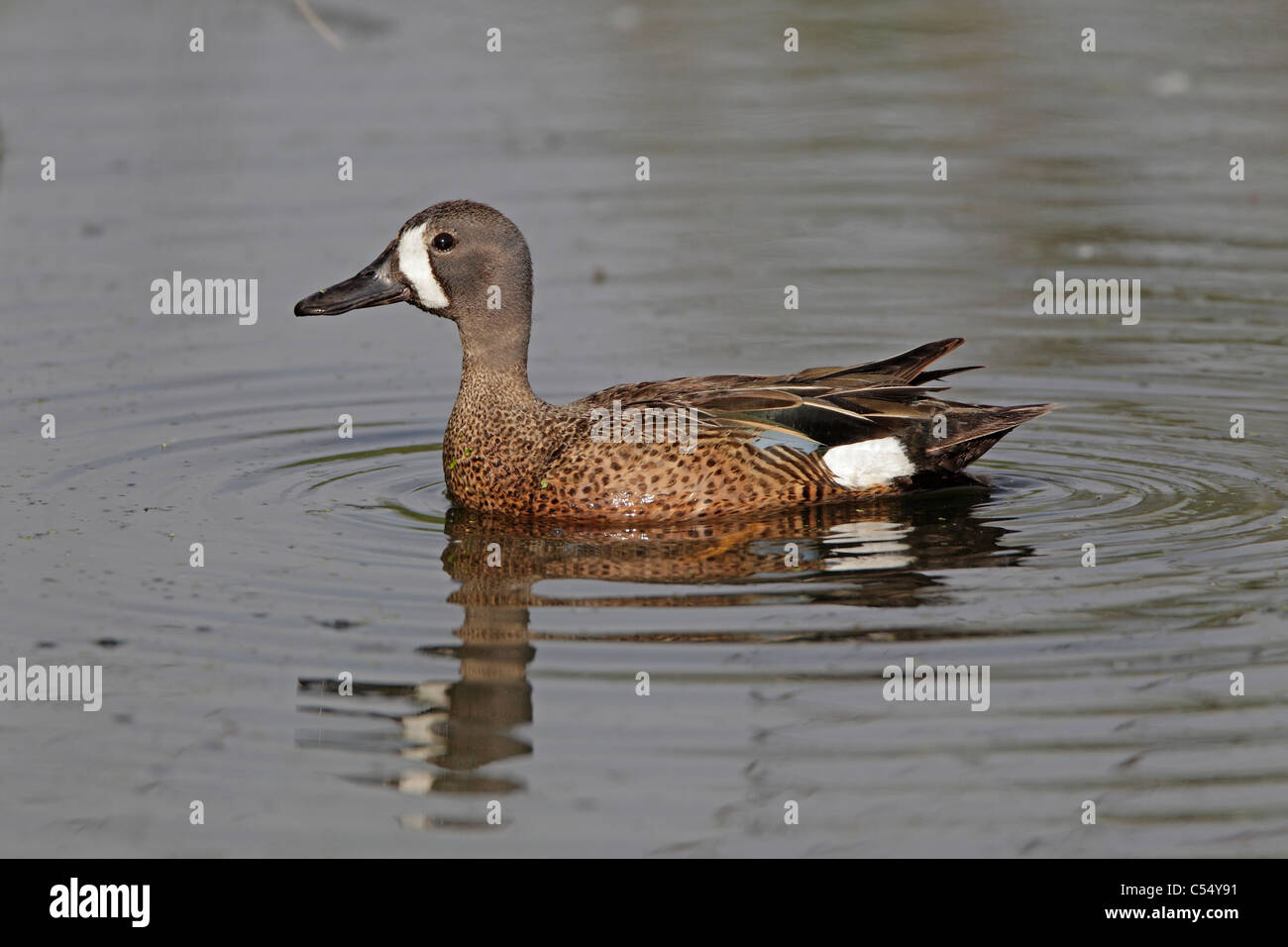 Male Blue-winged Teal Duck Stock Photo - Alamy