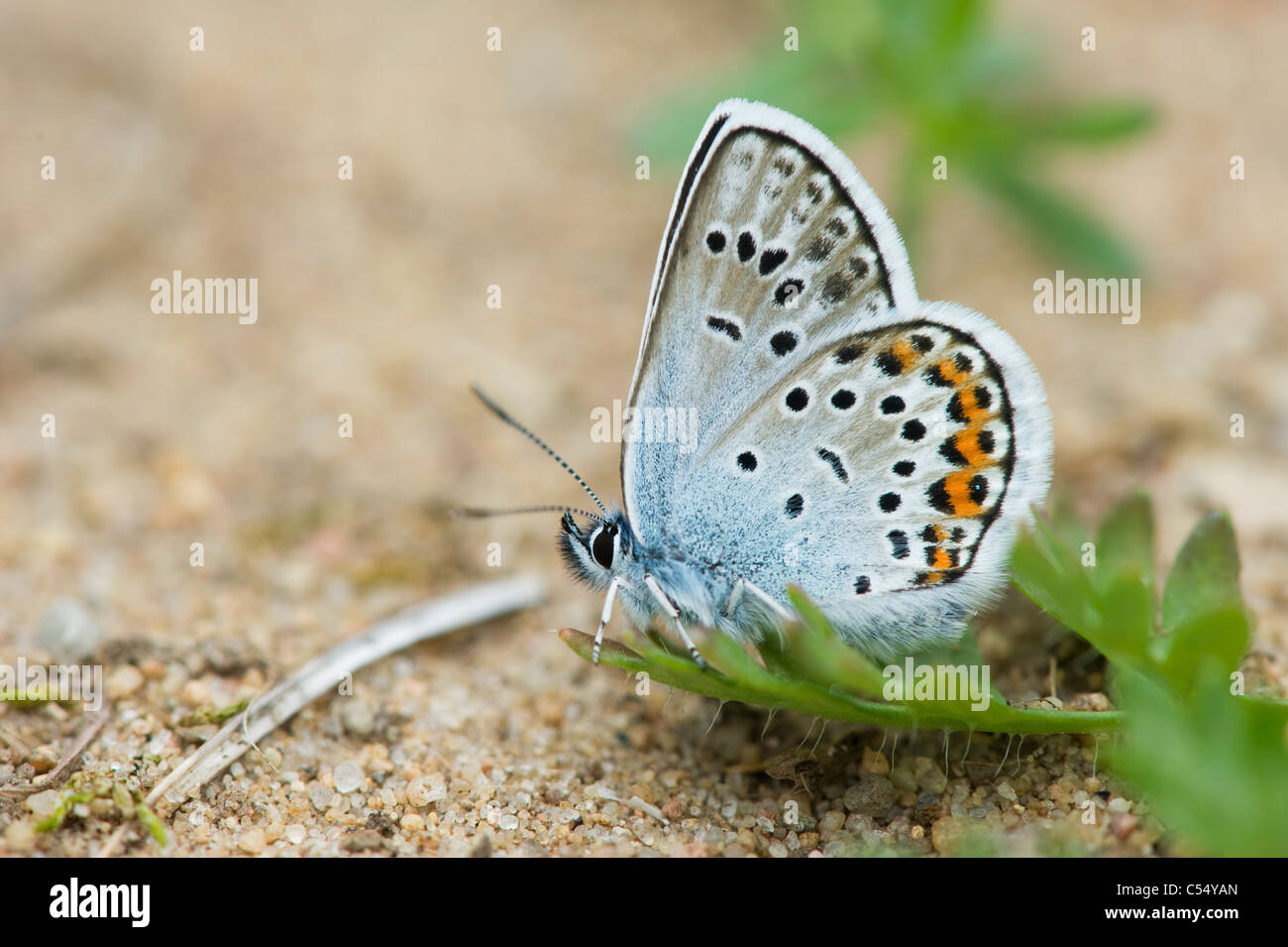 Silver-studded blue (Plebeius argus) male Stock Photo - Alamy