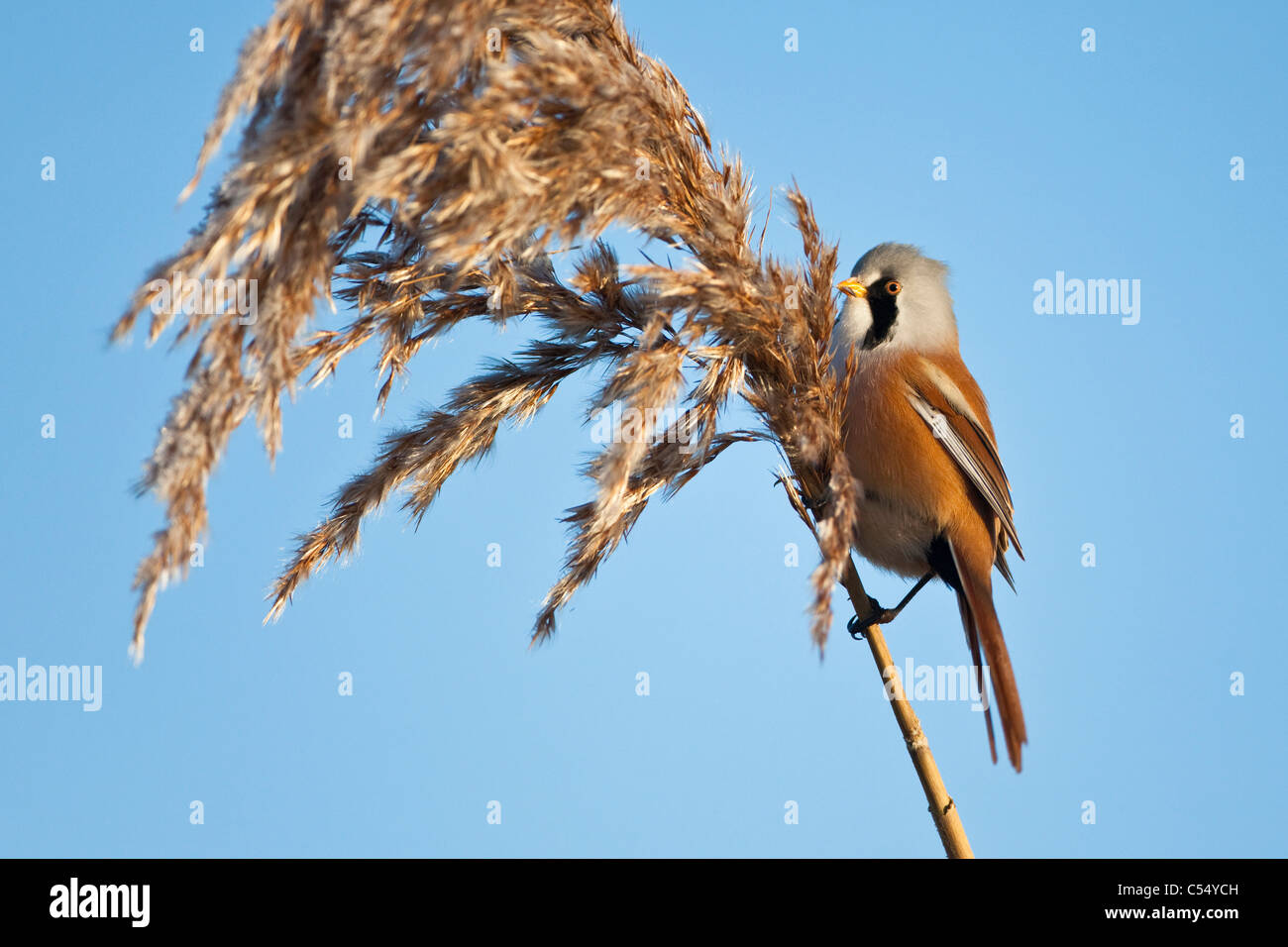 The Netherlands, Lelystad. National Park-Oostvaardersplassen. Bearded ...