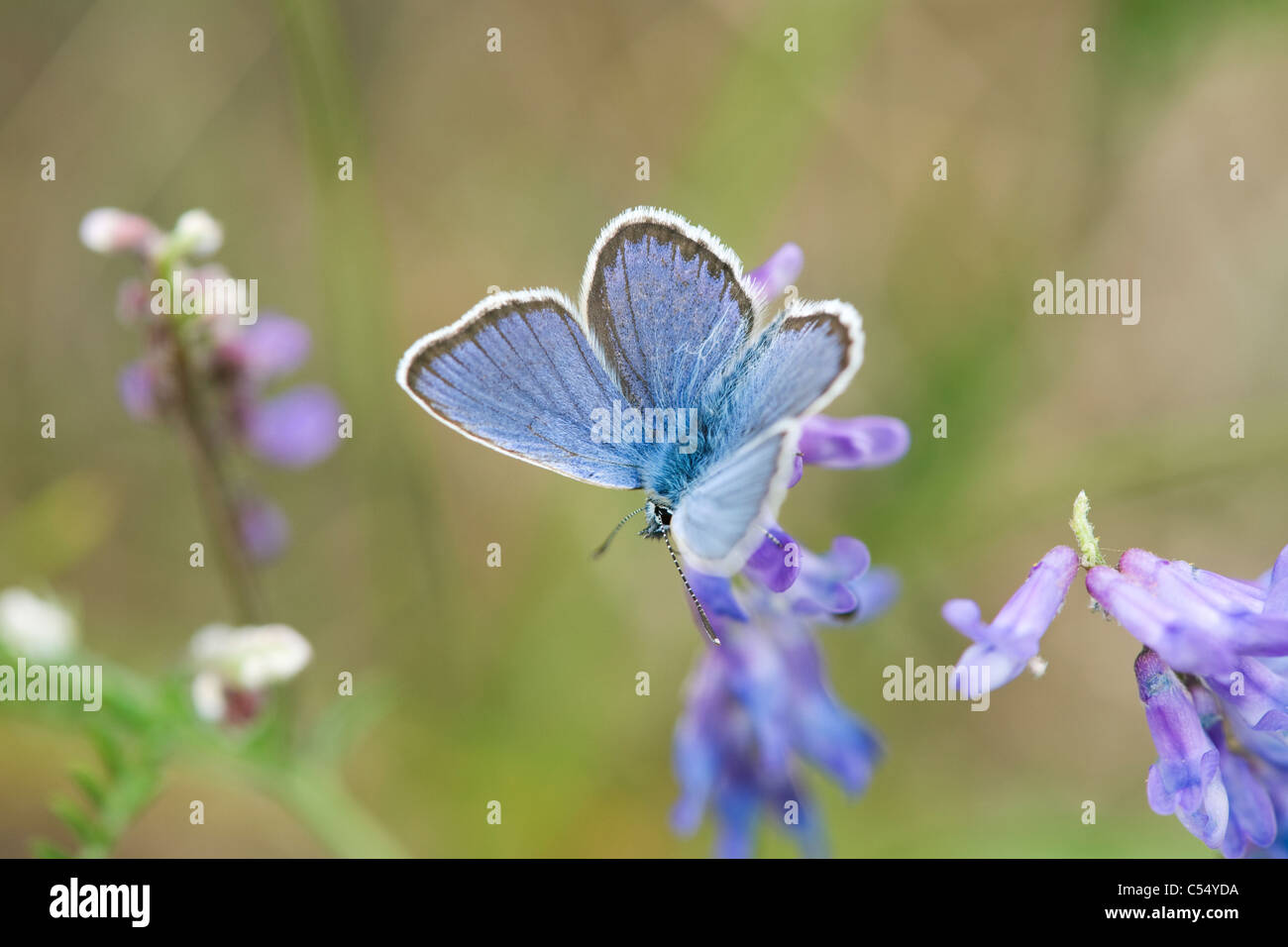 Silver-studded blue (Plebeius argus) male Stock Photo - Alamy