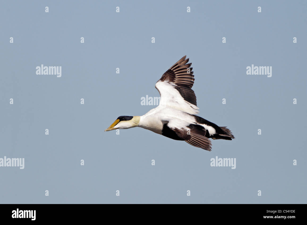Male common Eider Duck in flight Stock Photo - Alamy