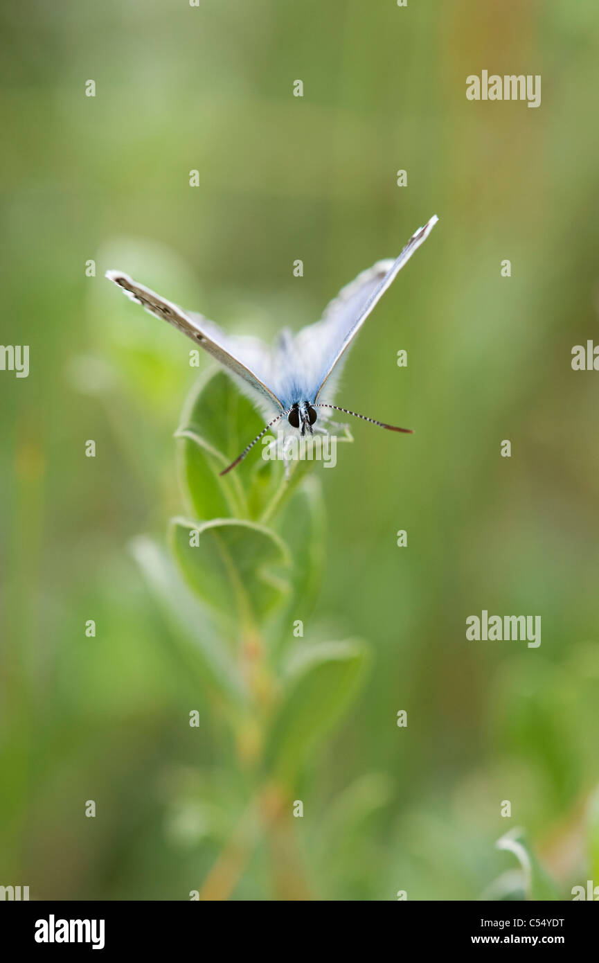 Silver-studded blue (Plebeius argus) male Stock Photo - Alamy
