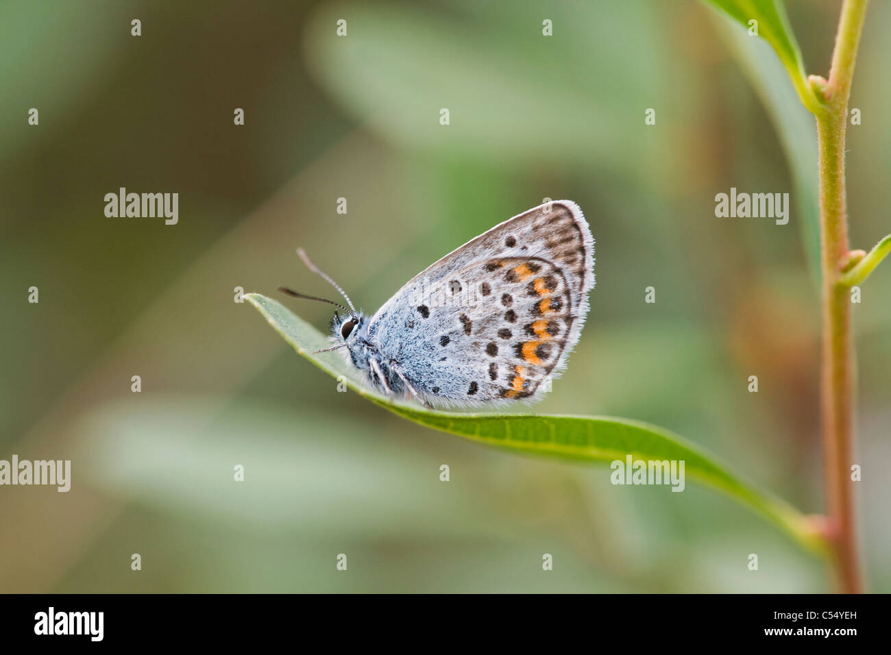 Plebeius hi-res stock photography and images - Alamy