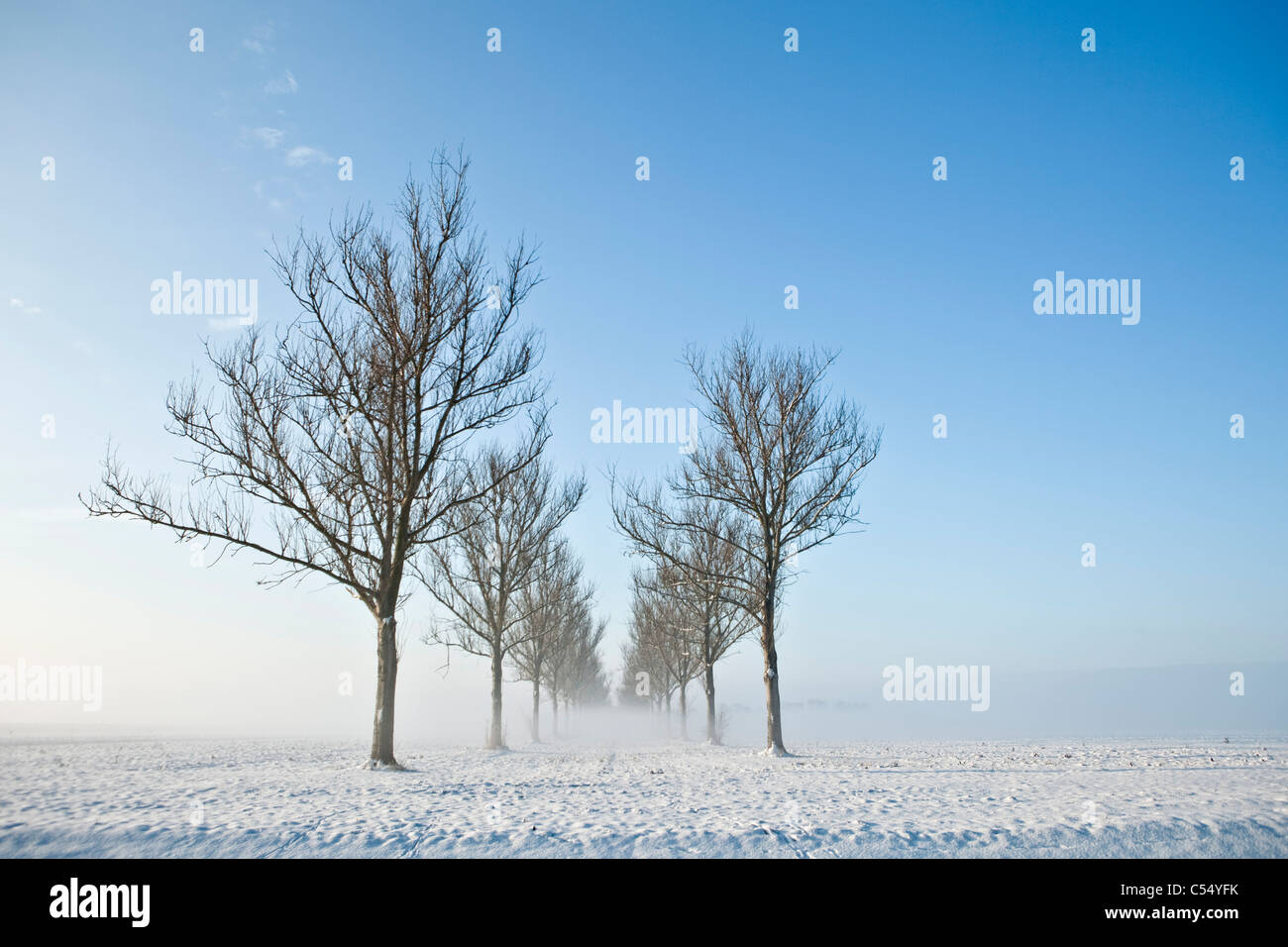 The Netherlands, Lelystad. Trees in morning mist. Snow, winter Stock ...