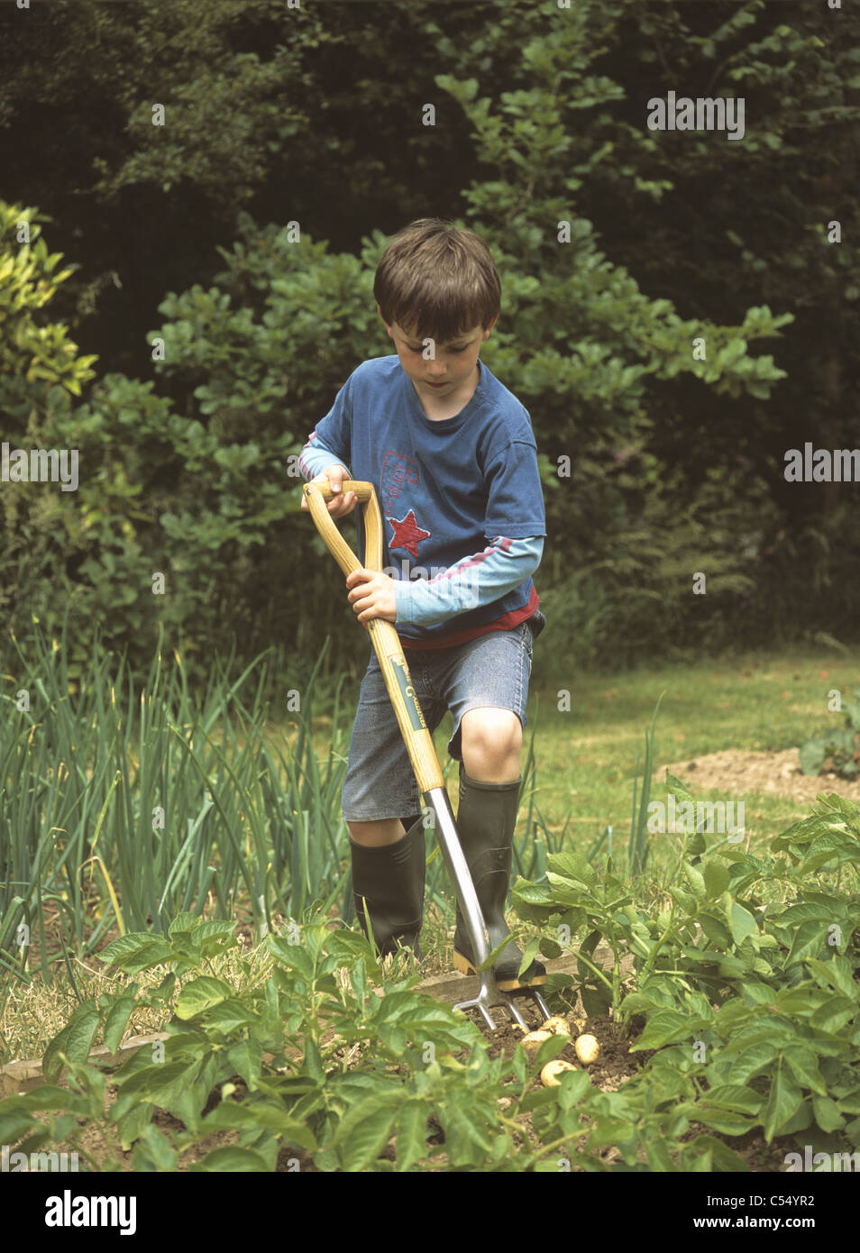 Boy in garden or allotment digging up a crop of 'Foremost' first early ...