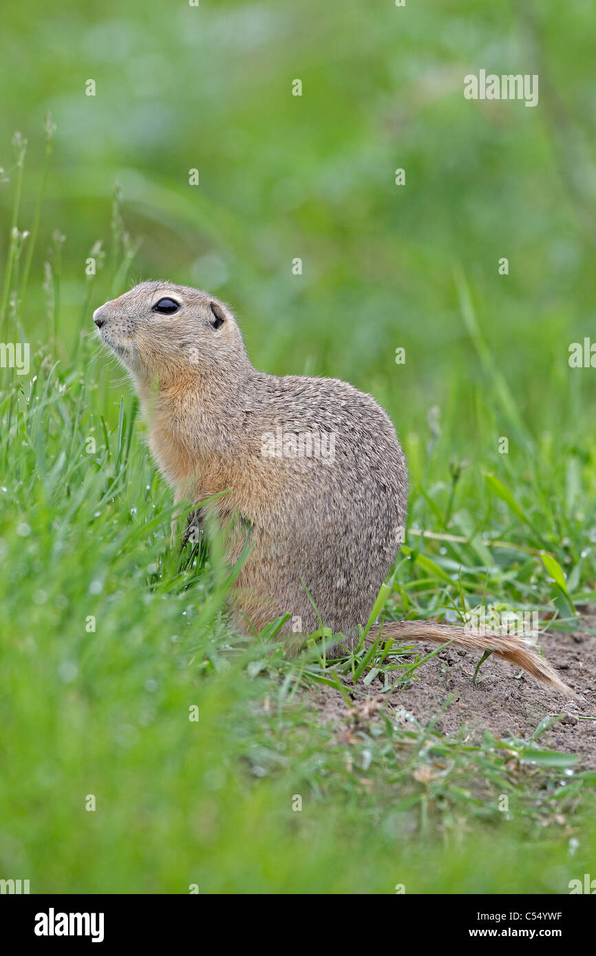 Richardson's ground squirrel hi-res stock photography and images - Alamy