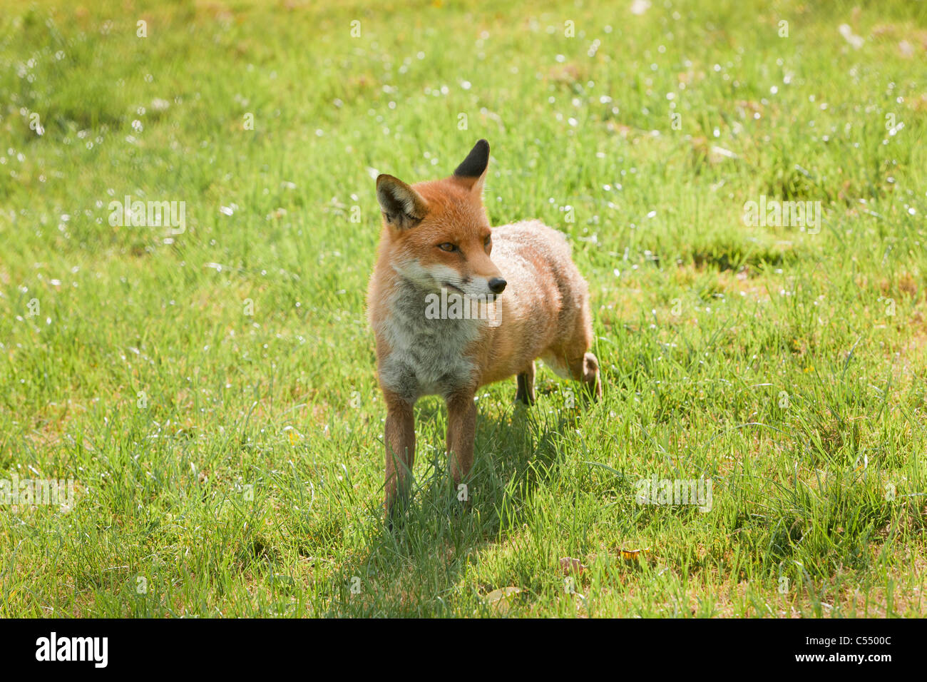 Tame fox in green grass Stock Photo - Alamy