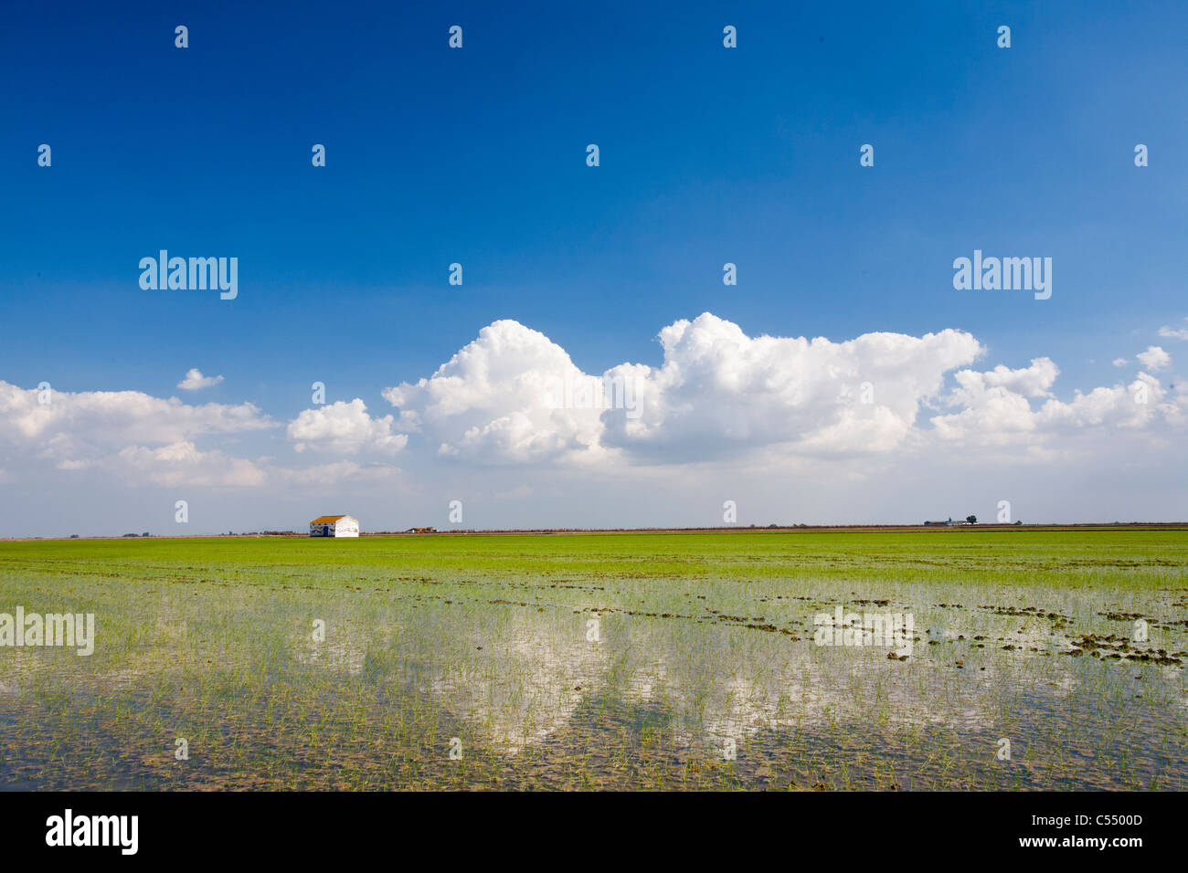 Rice paddy field europe hi-res stock photography and images - Alamy