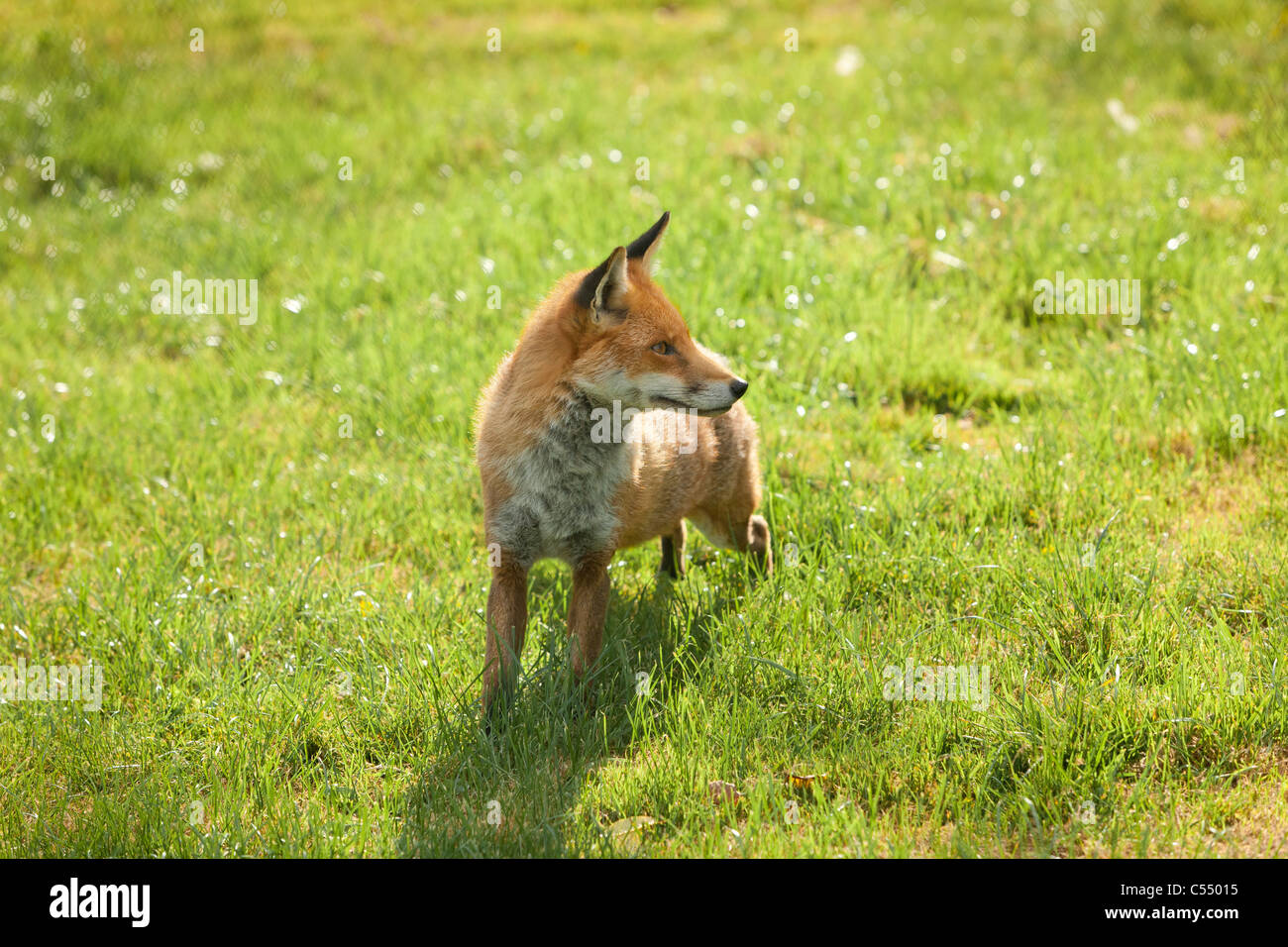Fox in green field hi-res stock photography and images - Alamy