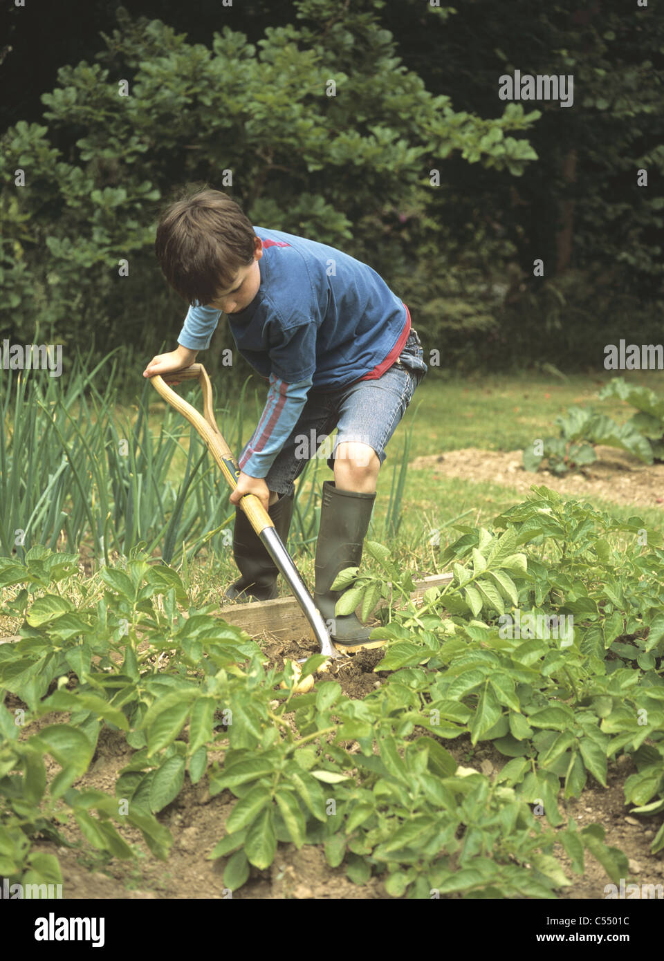 Child digging vegetables hi-res stock photography and images - Alamy