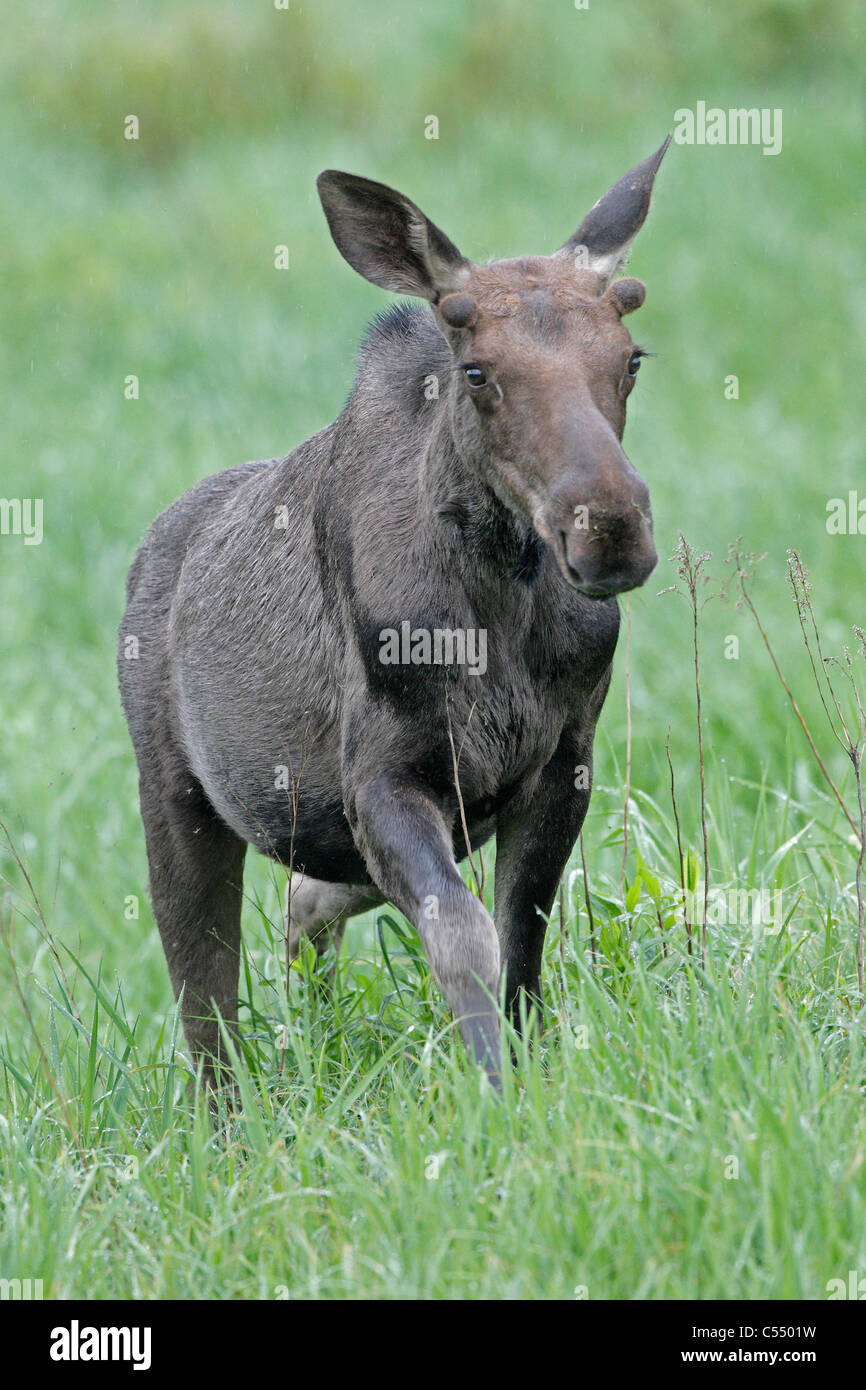 Young male moose hi-res stock photography and images - Alamy