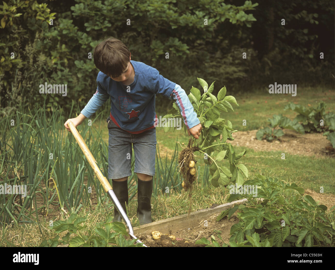 Boy in garden or allotment lifting up a crop of 'Foremost' first early ...