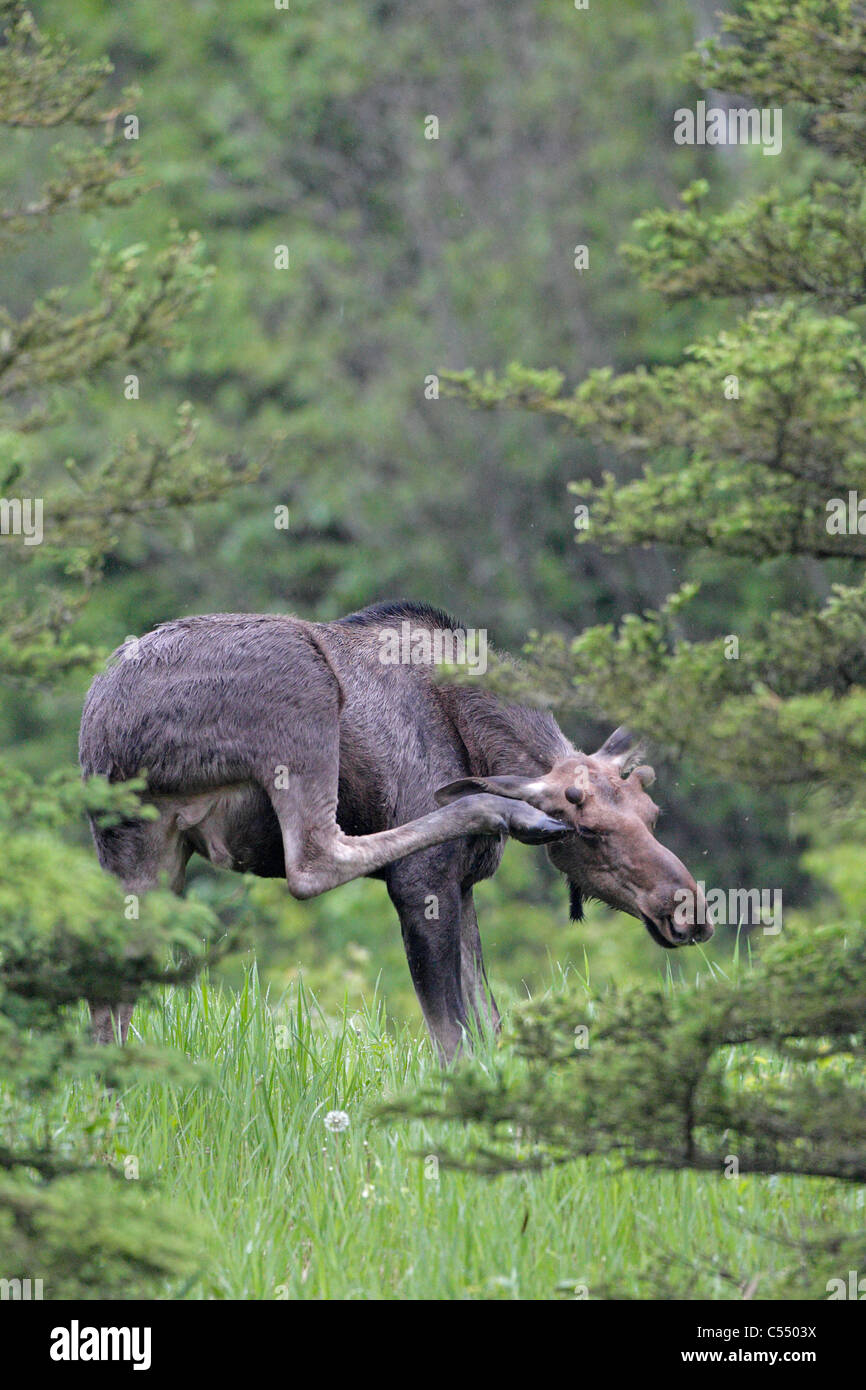 Moose scratching its head Stock Photo - Alamy