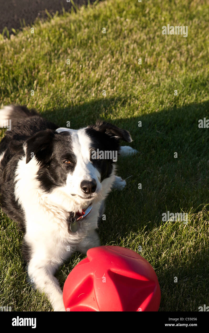 Border Collie Dog with Red Ball Stock Photo - Alamy