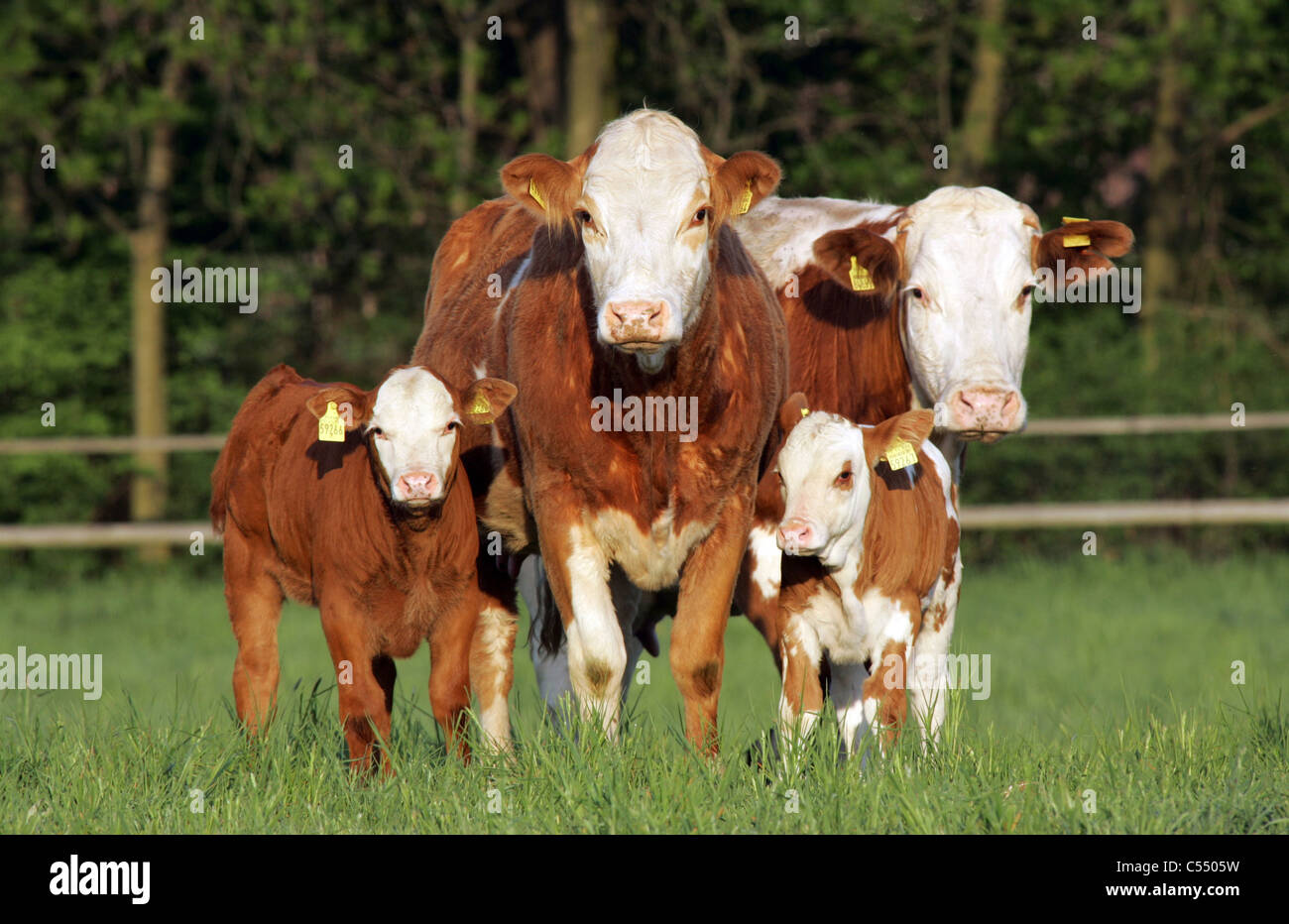 Cows on a meadow, Graditz, Germany Stock Photo - Alamy