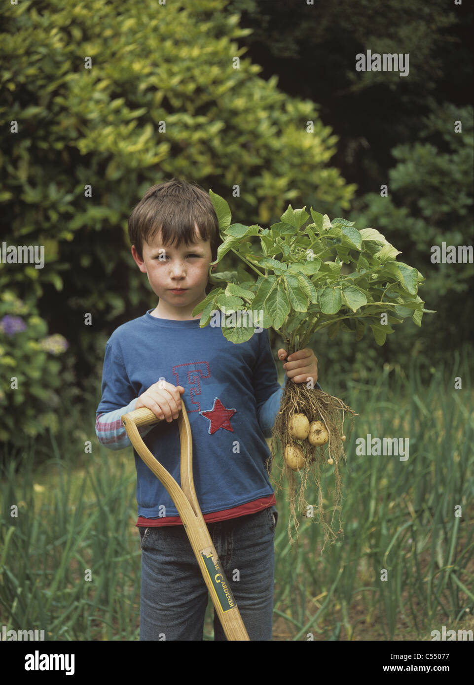 First Early Potato Crop High Resolution Stock Photography and Images ...