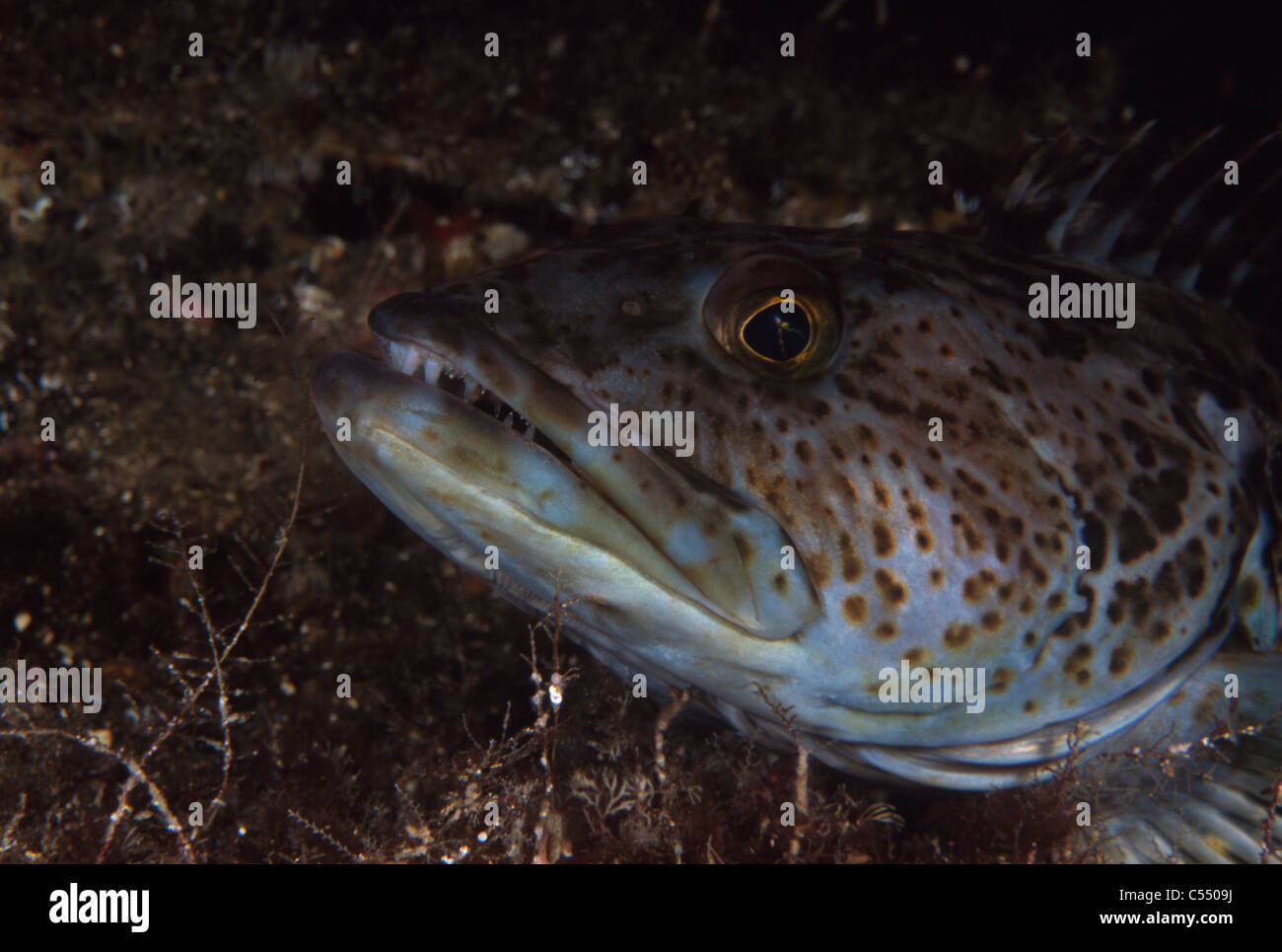 Ophiodon elongatus hi-res stock photography and images - Alamy