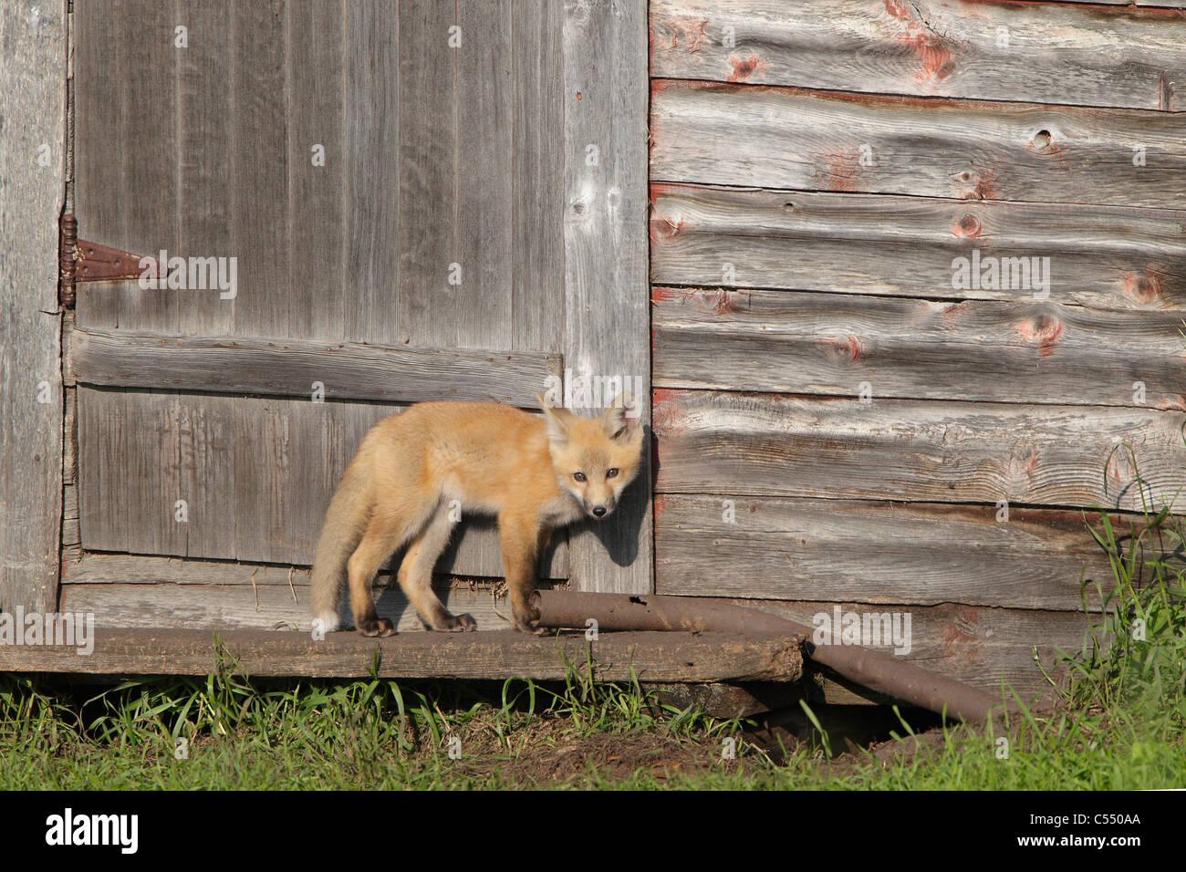 Red Fox cub in front of old shed door Stock Photo - Alamy