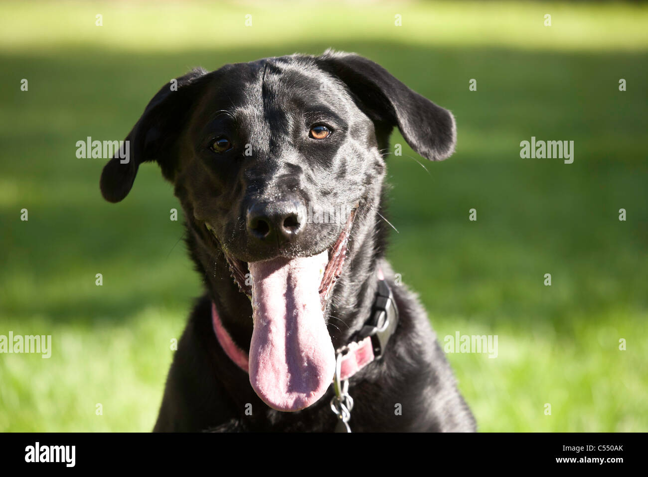 Nose panting hi-res stock photography and images - Alamy