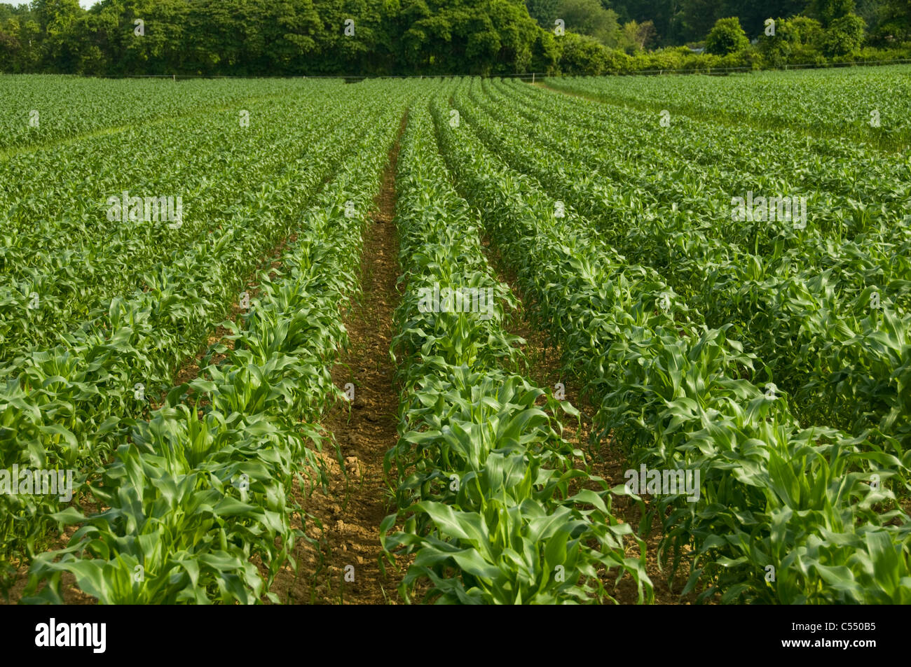 Crop of corn in a field Stock Photo - Alamy