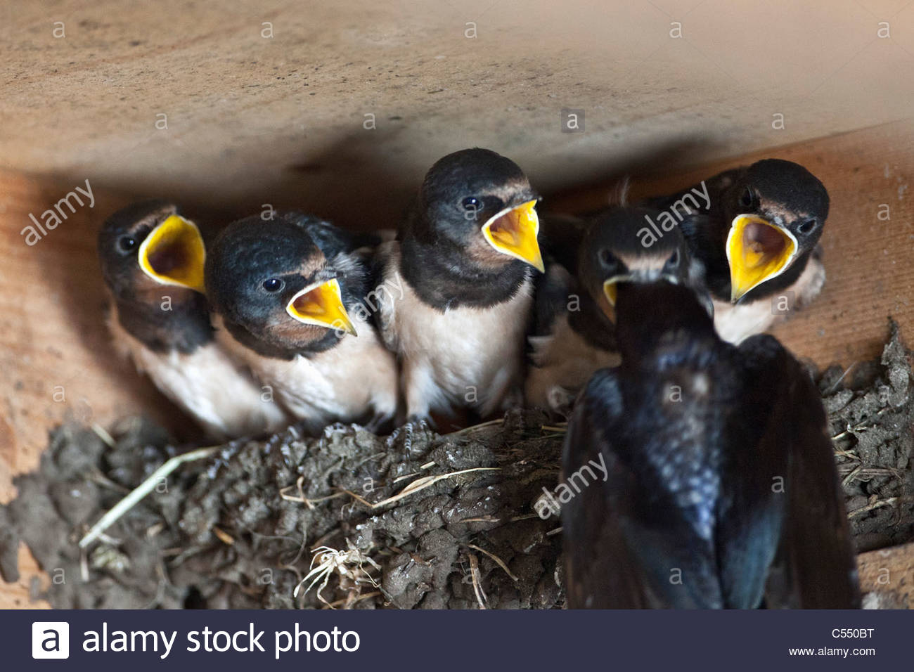Chimney Swallow Stock Photos & Chimney Swallow Stock Images - Alamy