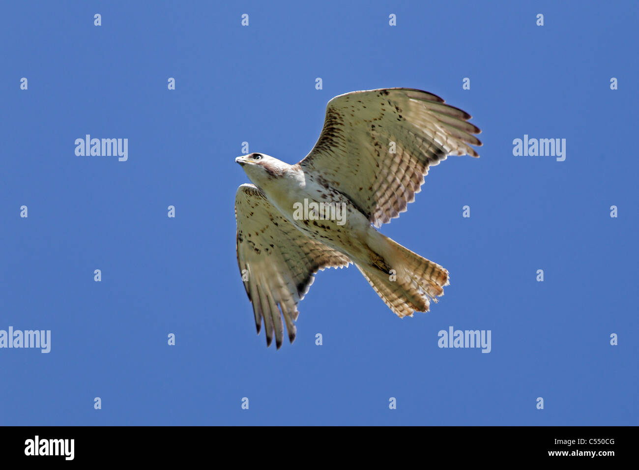 Red tailed adult hi-res stock photography and images - Alamy