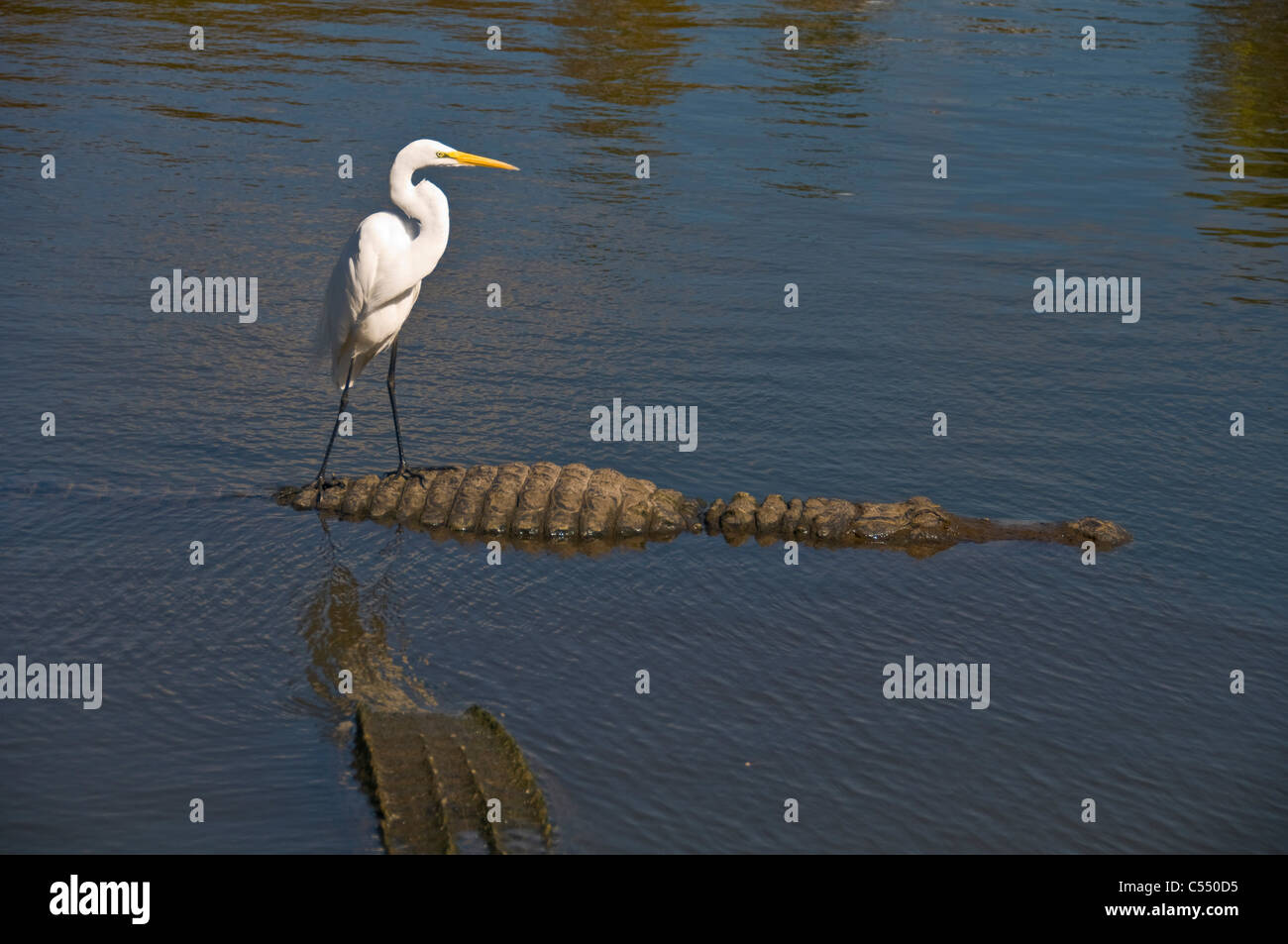 Egret bird on alligator's back, Everglades National Park, Florida, USA ...