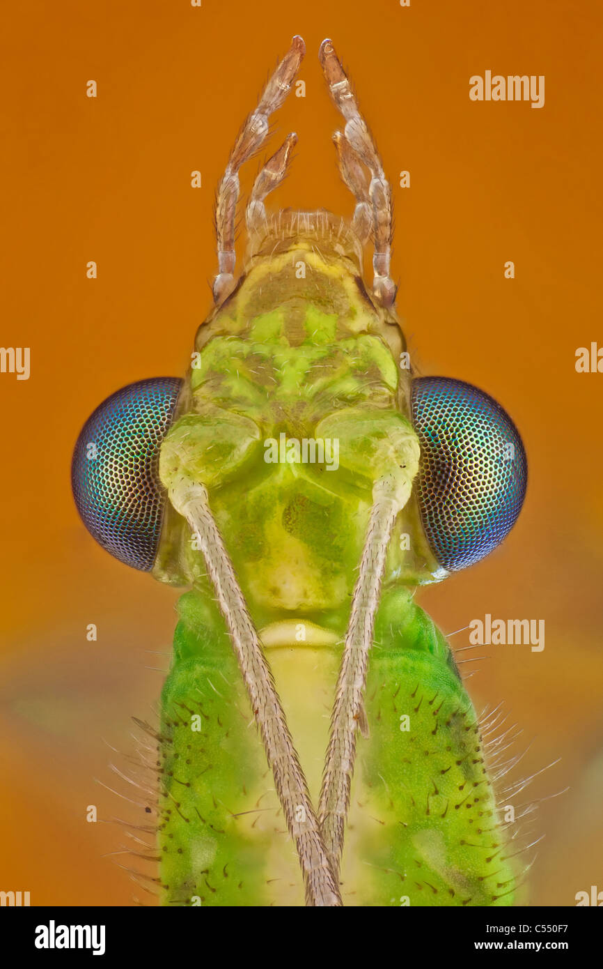 Lacewing family hi-res stock photography and images - Alamy