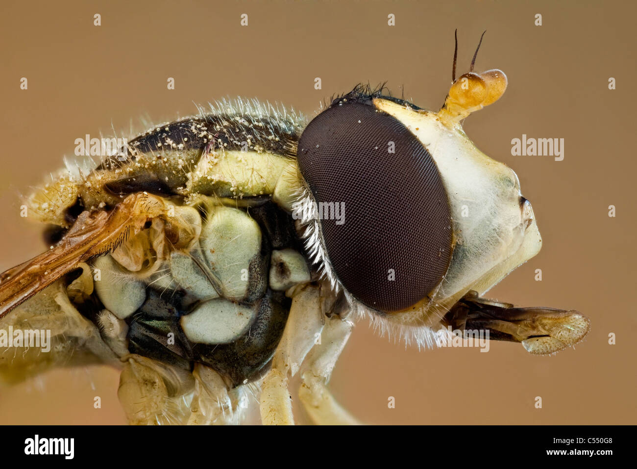 Episyrphus balteatus, sometimes called the marmalade hoverfly Stock ...