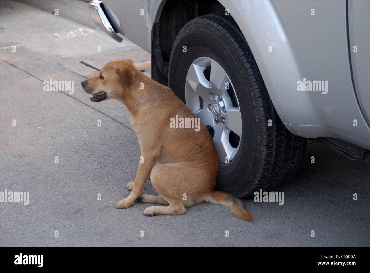 Stray dog Bangkok Thailand Stock Photo - Alamy