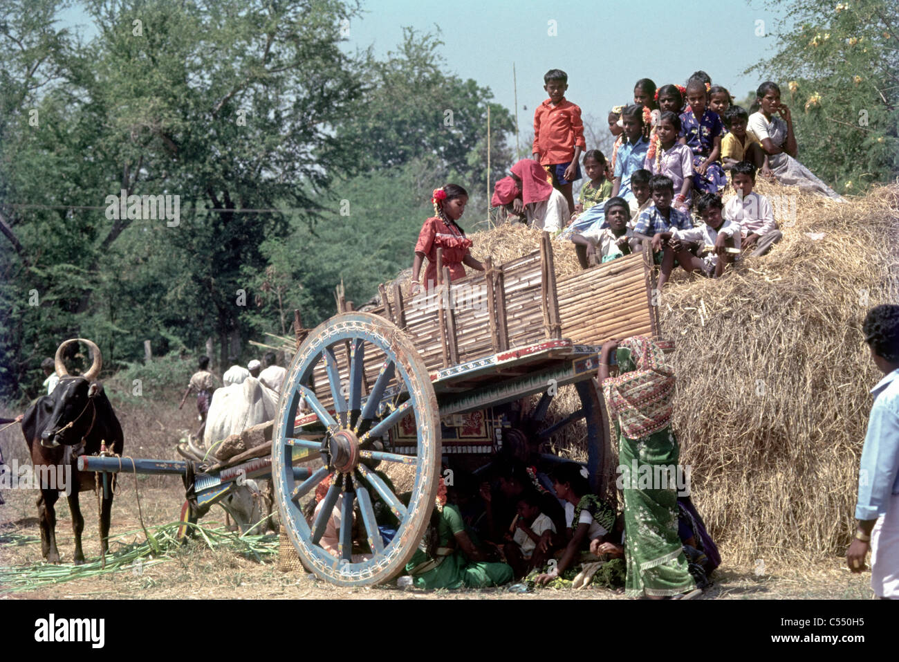 India bull carts hi-res stock photography and images - Alamy