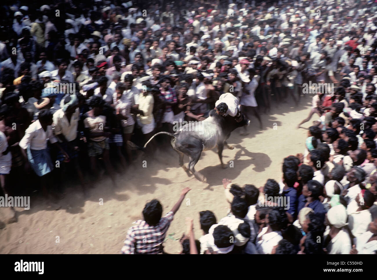 India, Tamil Nadu State, Madurai, Bull taming at Alanganallur, South ...