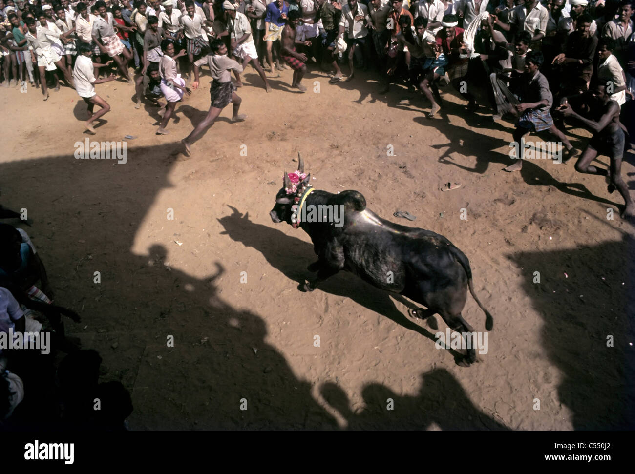 India, Tamil Nadu State, Madurai, Bull taming at Alanganallur, South ...