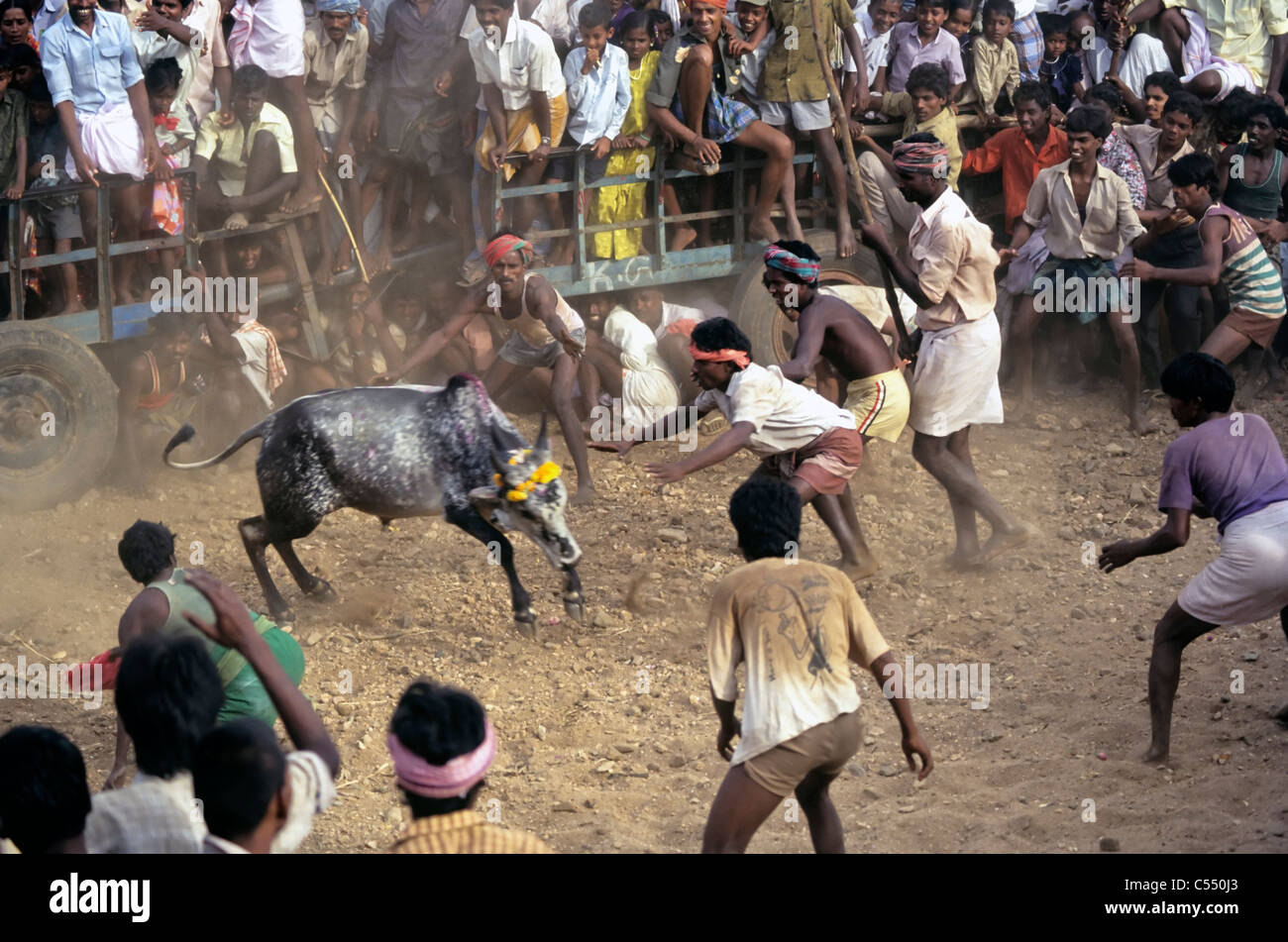 India, Tamil Nadu State, Madurai, Bull taming at Alanganallur, South ...
