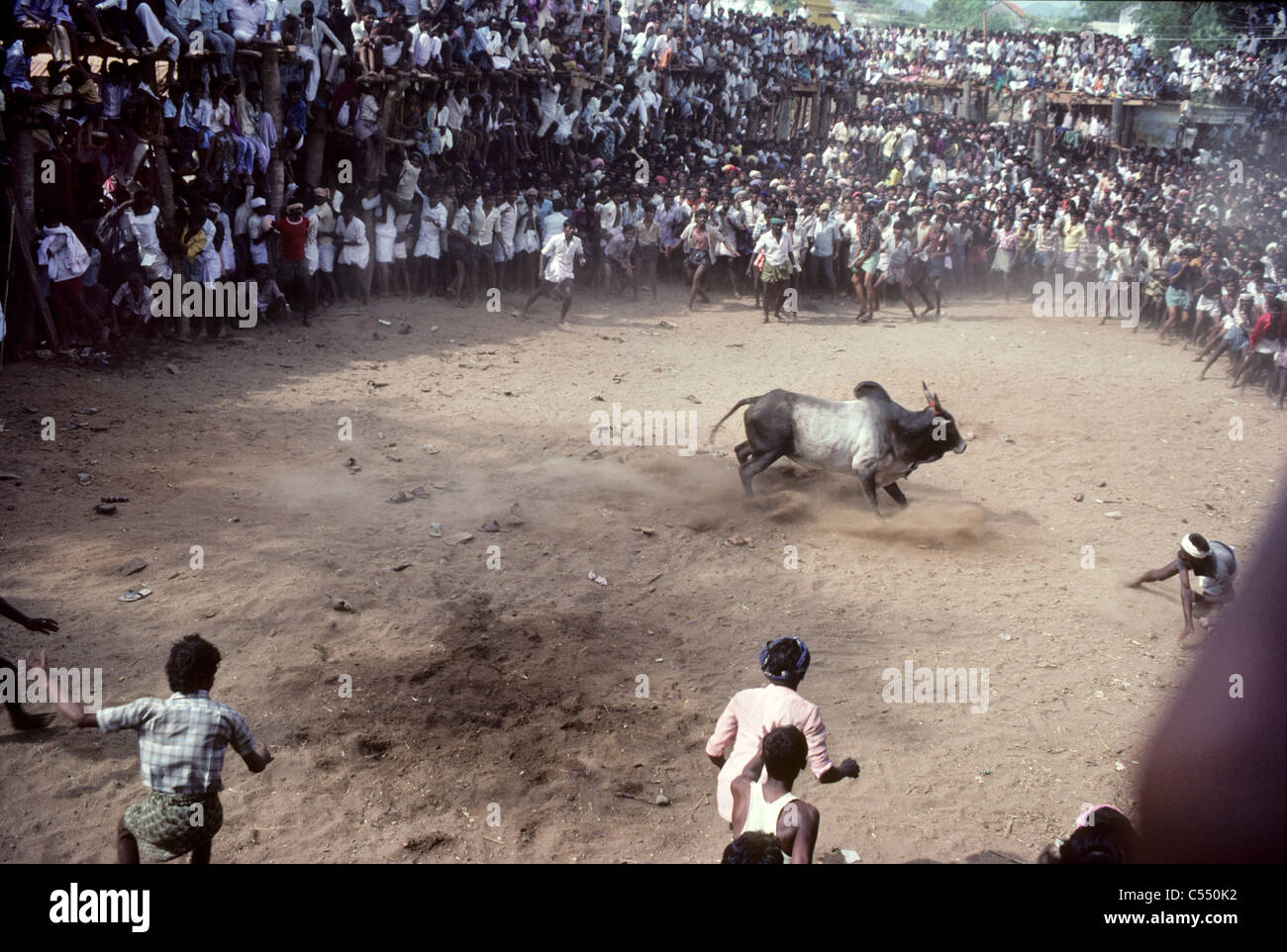 India, Tamil Nadu State, Madurai, Bull taming at Alanganallur, South ...