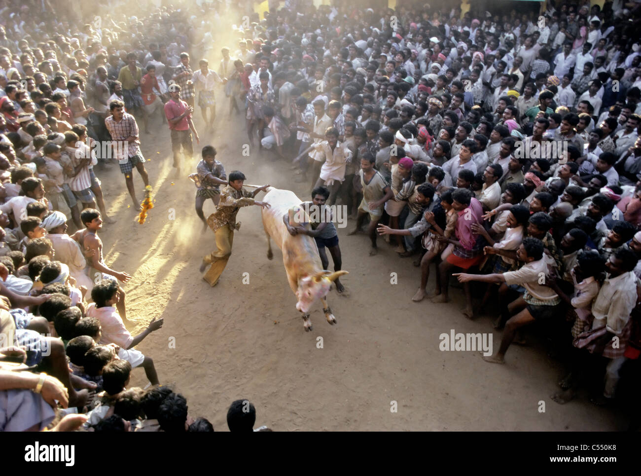 India, Tamil Nadu State, Madurai, Bull taming at Alanganallur, South ...