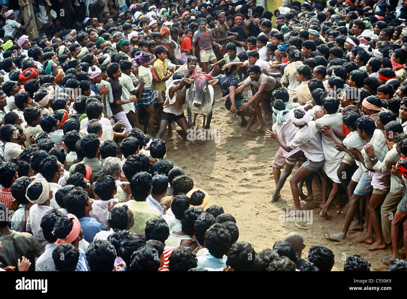 India, Tamil Nadu State, Madurai, Bull taming at Alanganallur, South ...