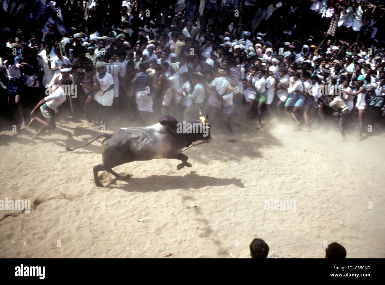 India, Tamil Nadu State, Madurai, Bull taming at Alanganallur, South ...