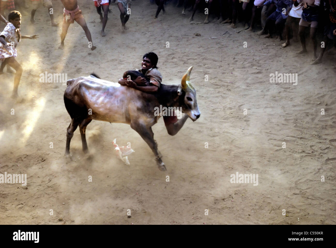 India, Tamil Nadu State, Madurai, Bull taming at Alanganallur, South ...