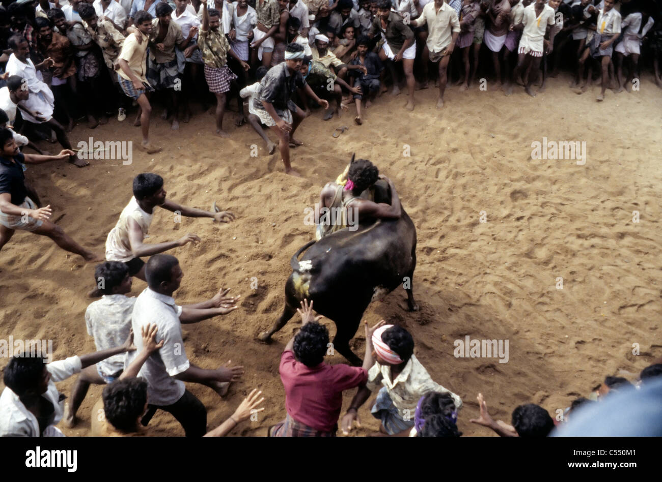 India, Tamil Nadu State, Madurai, Bull taming at Alanganallur, South ...