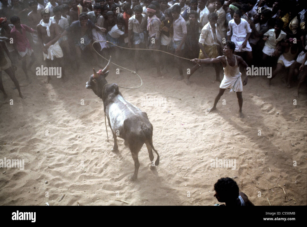 India, Tamil Nadu State, Madurai, Bull taming at Alanganallur, South ...