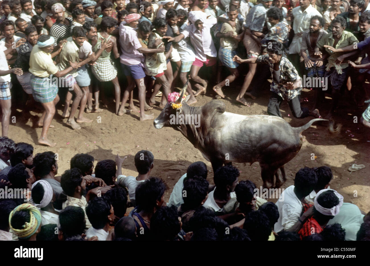 India, Tamil Nadu State, Madurai, Bull taming at Alanganallur, South ...