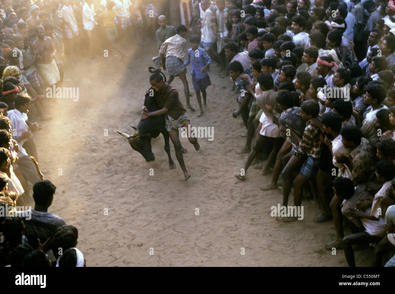 India, Tamil Nadu State, Madurai, Bull taming at Alanganallur, South ...