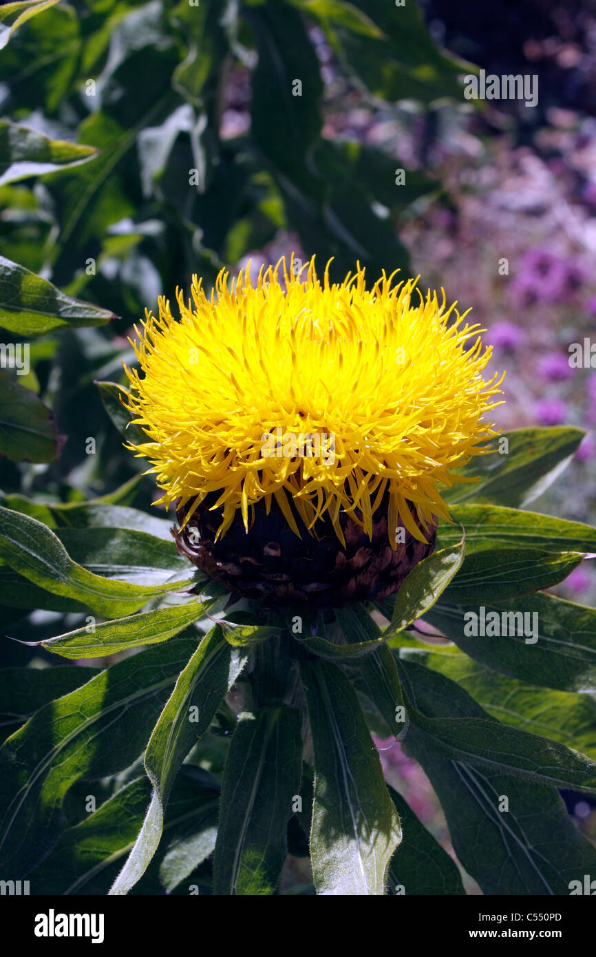 CENTAUREA MACROCEPHALA. HARDHEADS. KNAPWEED Stock Photo - Alamy
