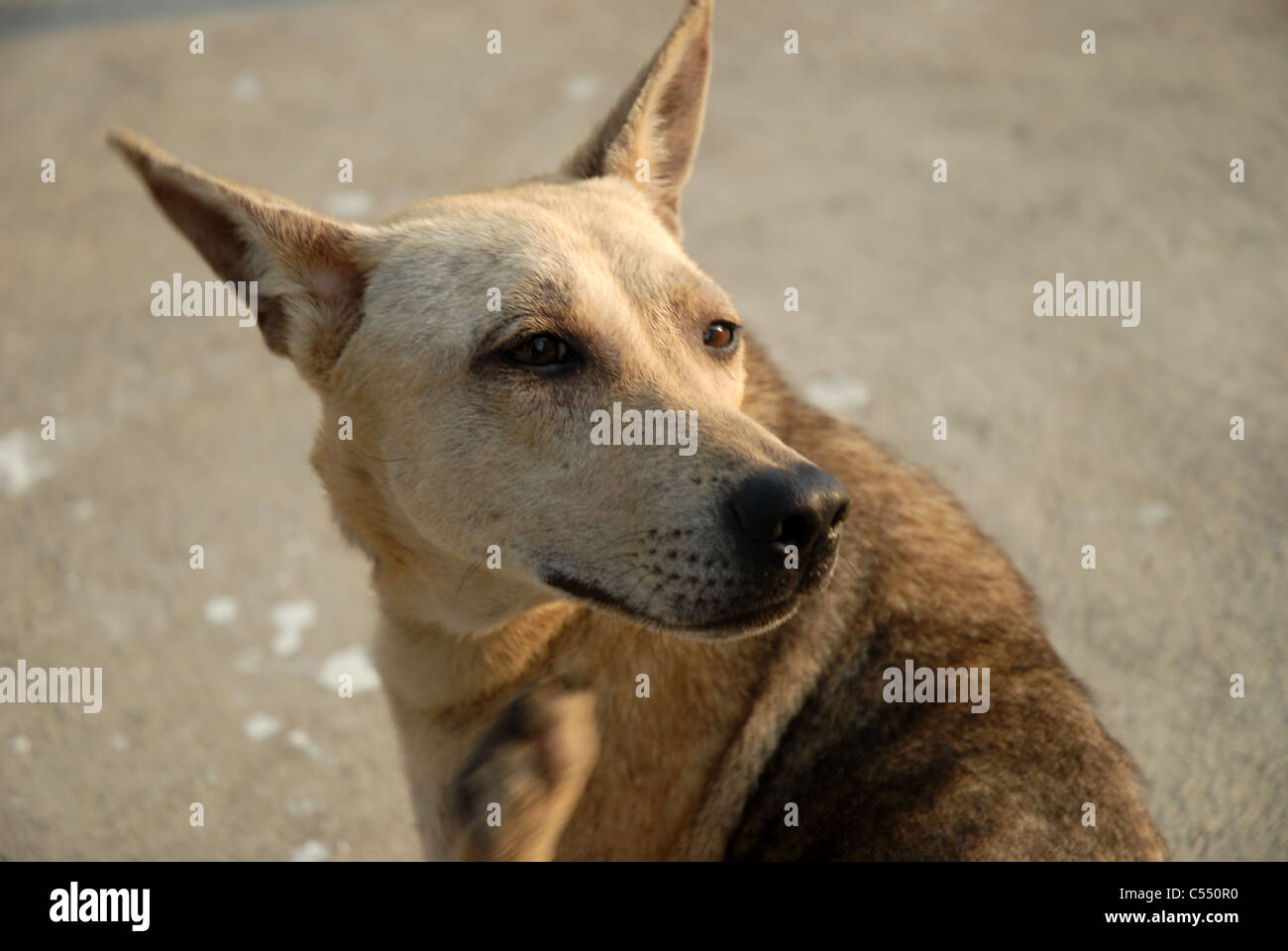 Why Are There So Many Stray Dogs In Thailand
