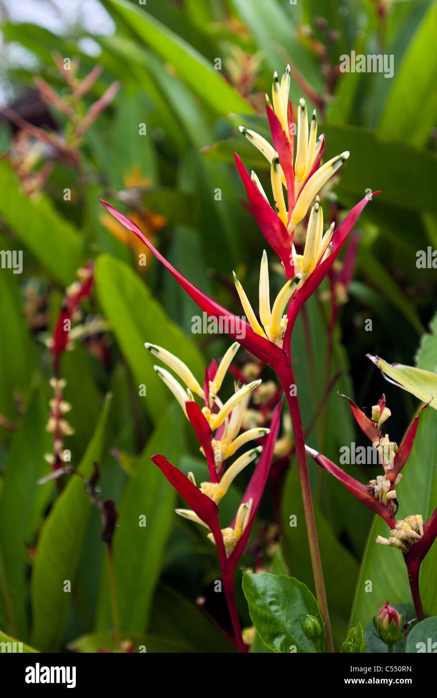 India flowers field hi-res stock photography and images - Alamy