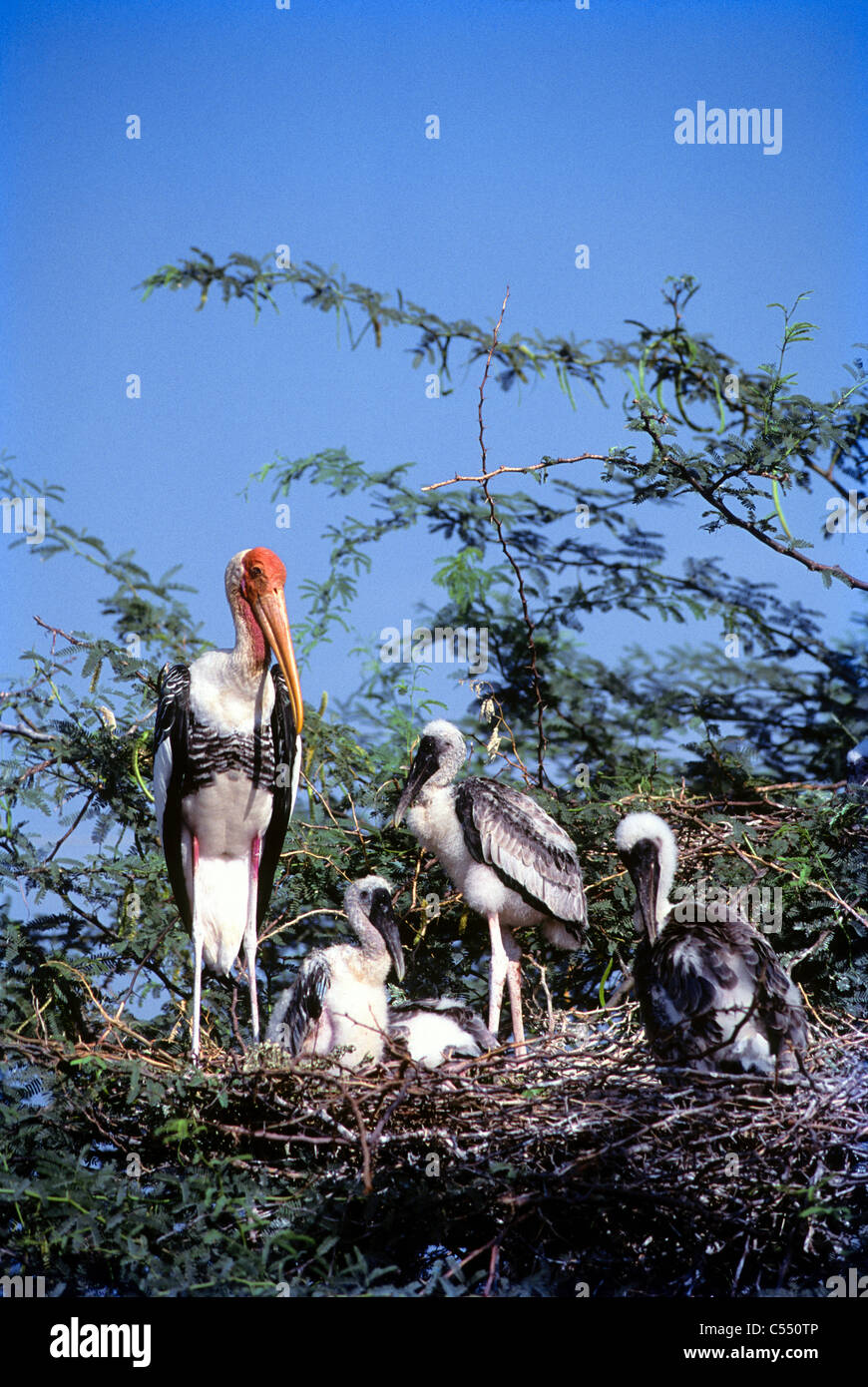 Koonthankulam Bird Sanctuary High Resolution Stock Photography and Images - Alamy