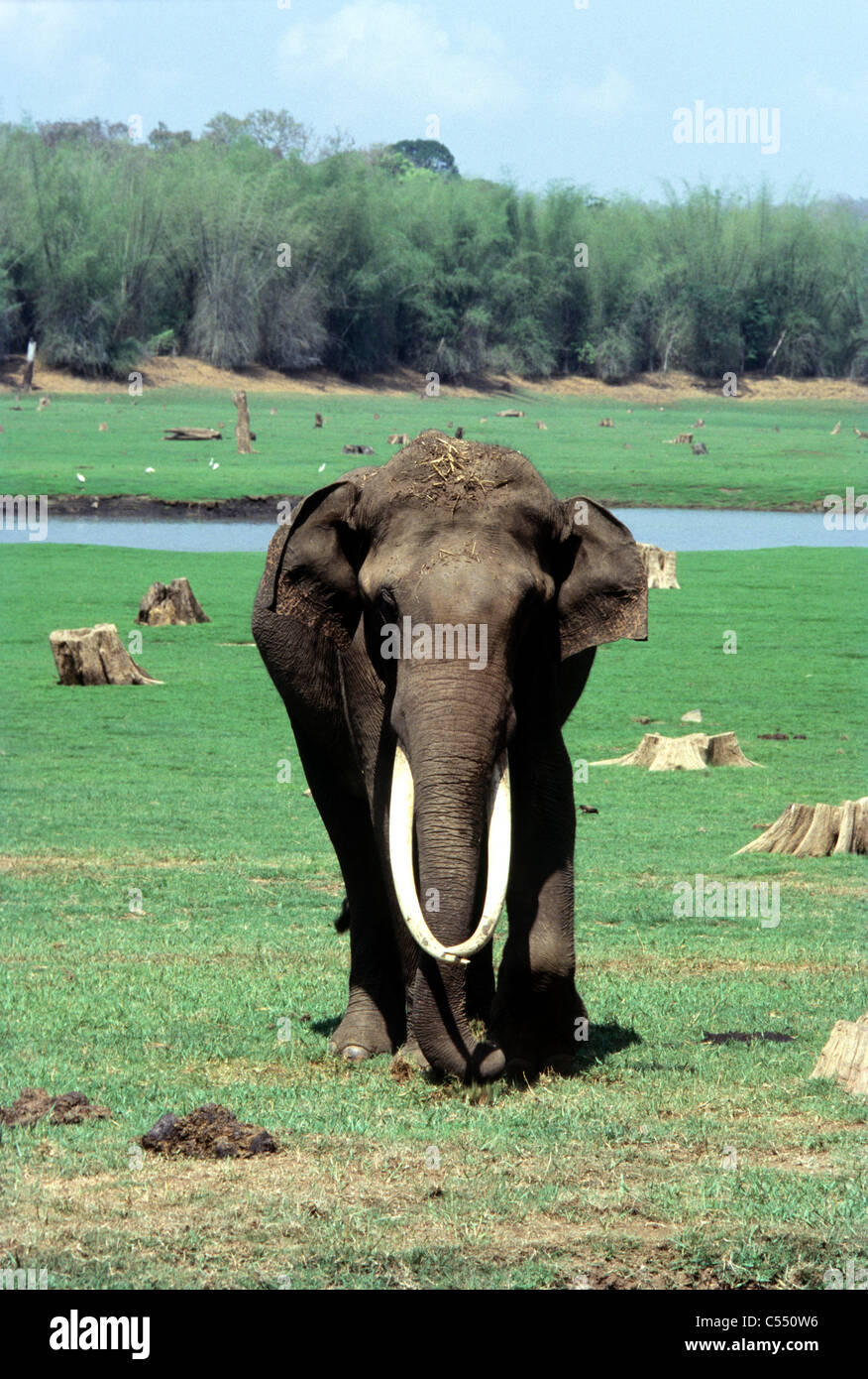 Indian elephant (Elephas maximus indicus) walking in a field, Kabini ...